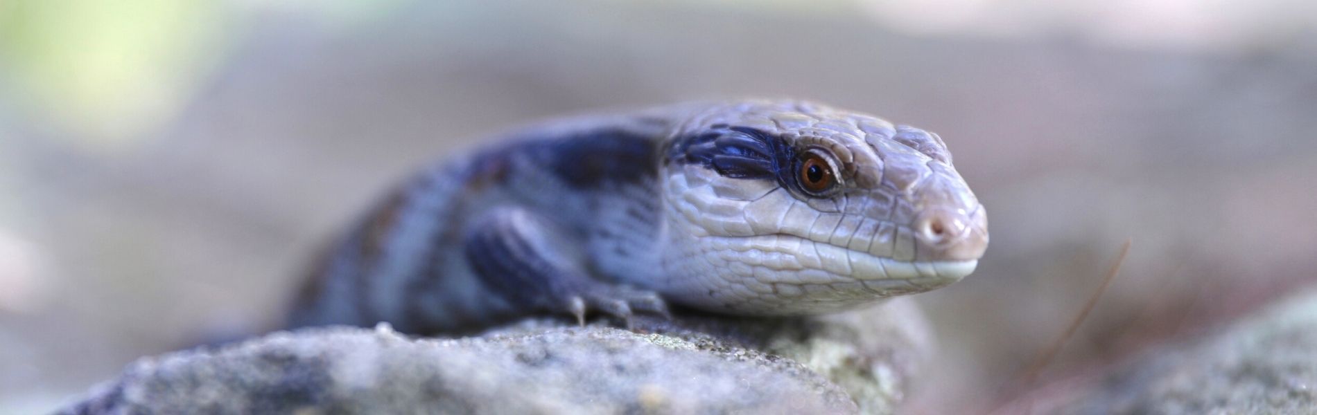 Australian Reptile Park - Eastern Blue Tongue Lizard