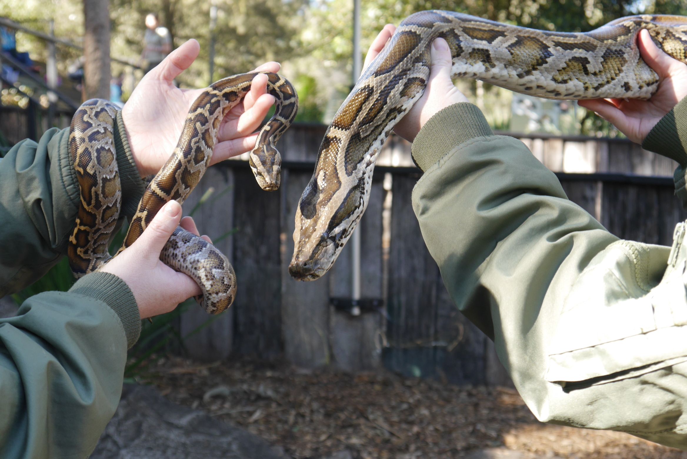 Australian Reptile Park - Burmese Python