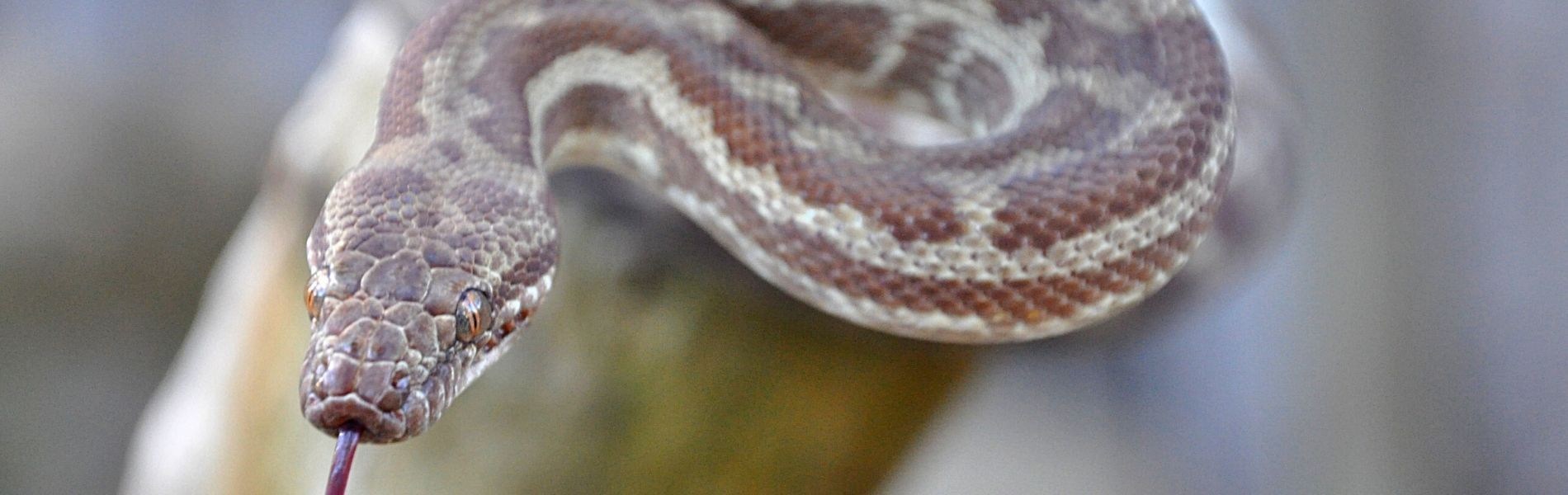 Australian Reptile Park - Stimson’s Python