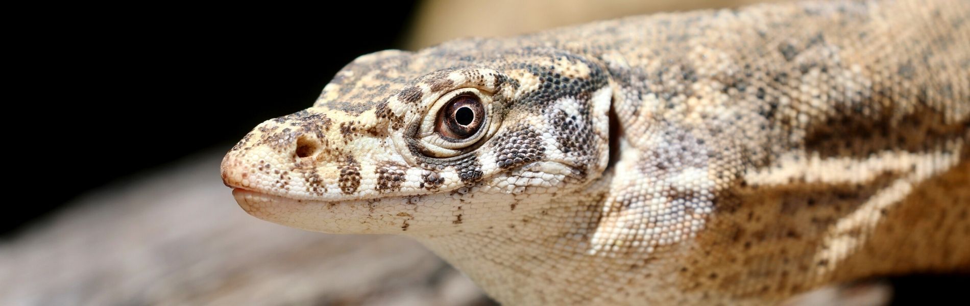 Australian Reptile Park - Spencer’s Monitor
