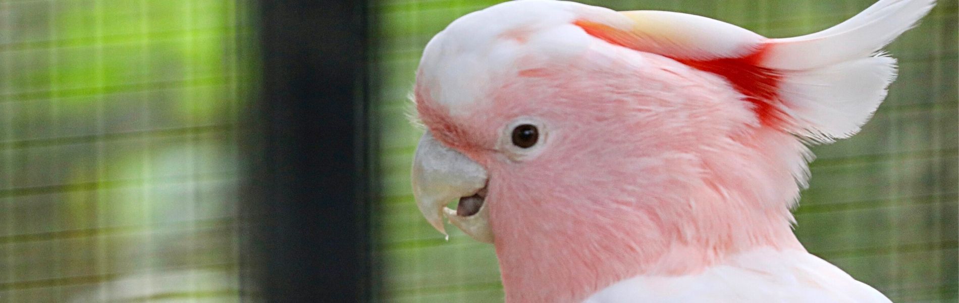 Major Mitchell Cockatoo