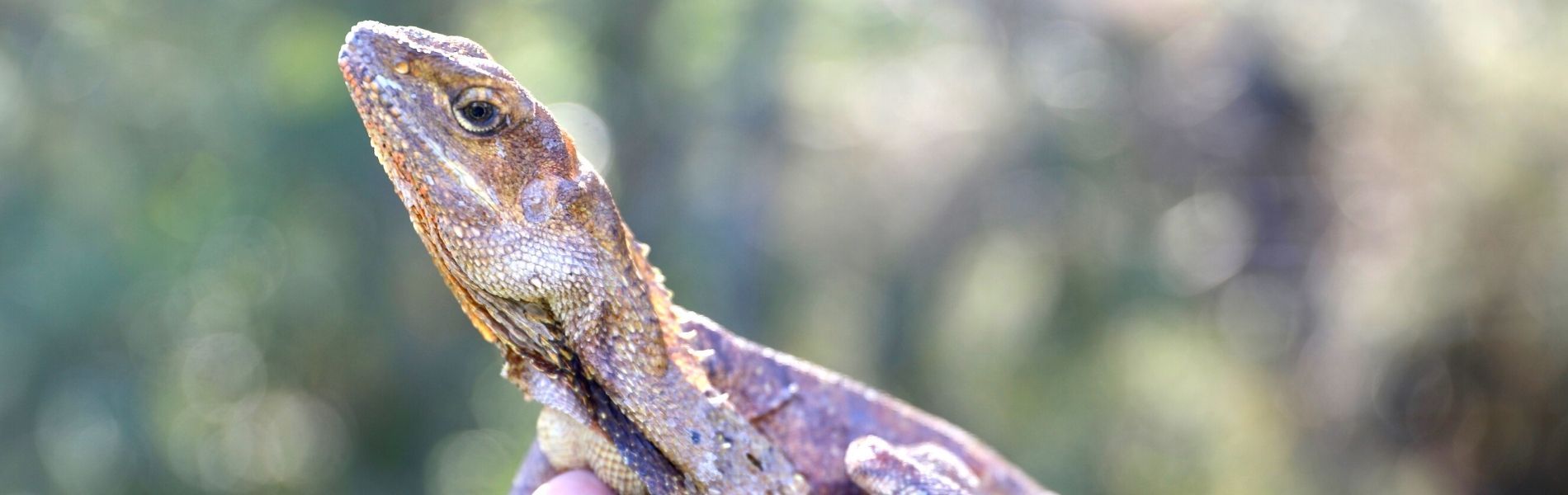 Australian Reptile Park - Frilled-Neck Lizard