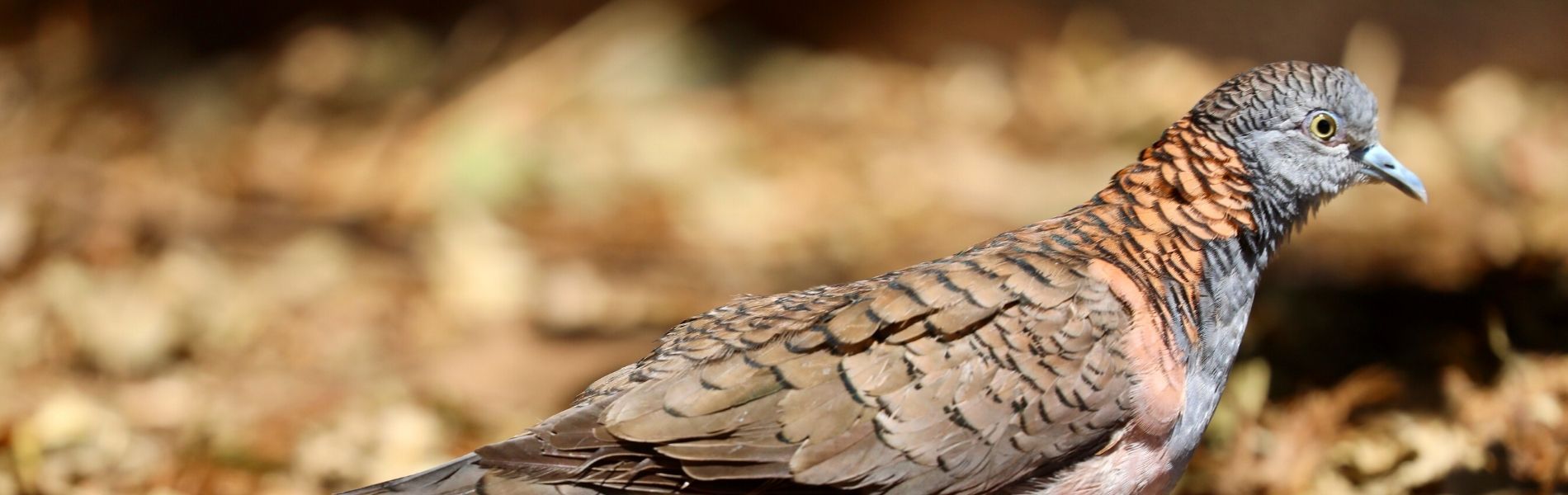 Australian Reptile Park - Bar-Shouldered Dove