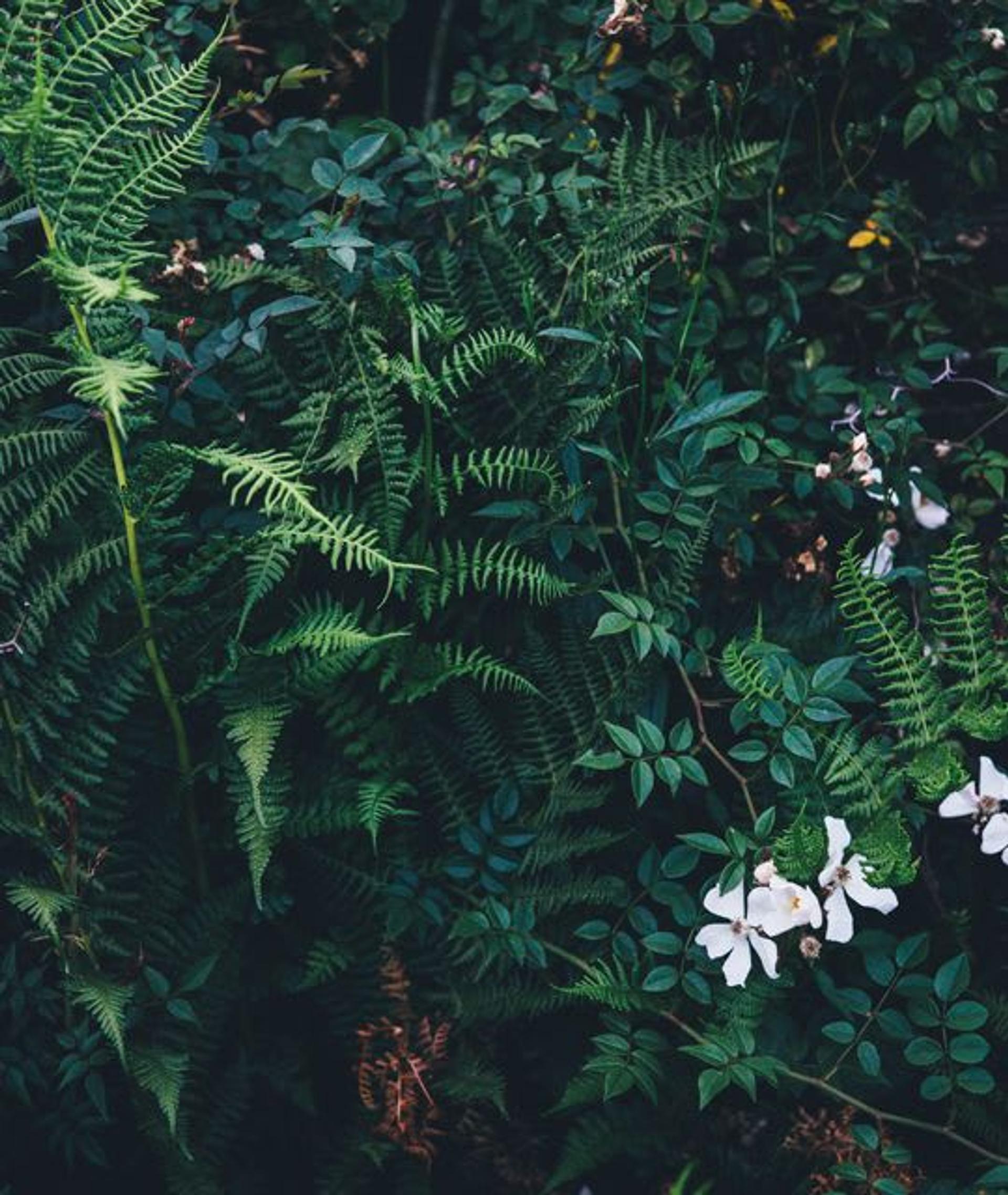 Tropical Jungle Inspiration | Artemest