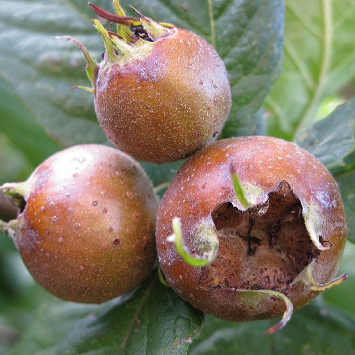 Medlar store