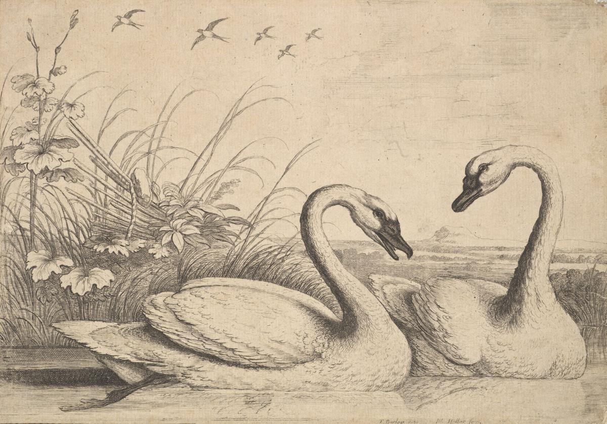 Birding at The Met: A Selection of Drawings and Prints - The ...