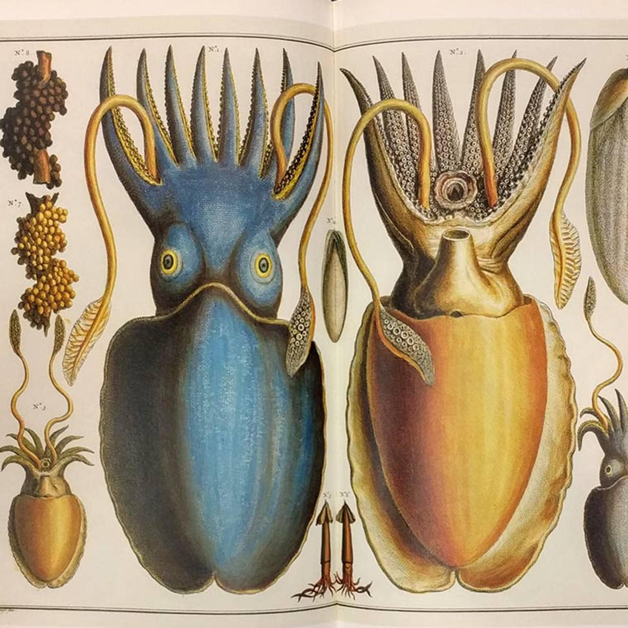 A Library of Natural Curiosities - The Metropolitan Museum of Art