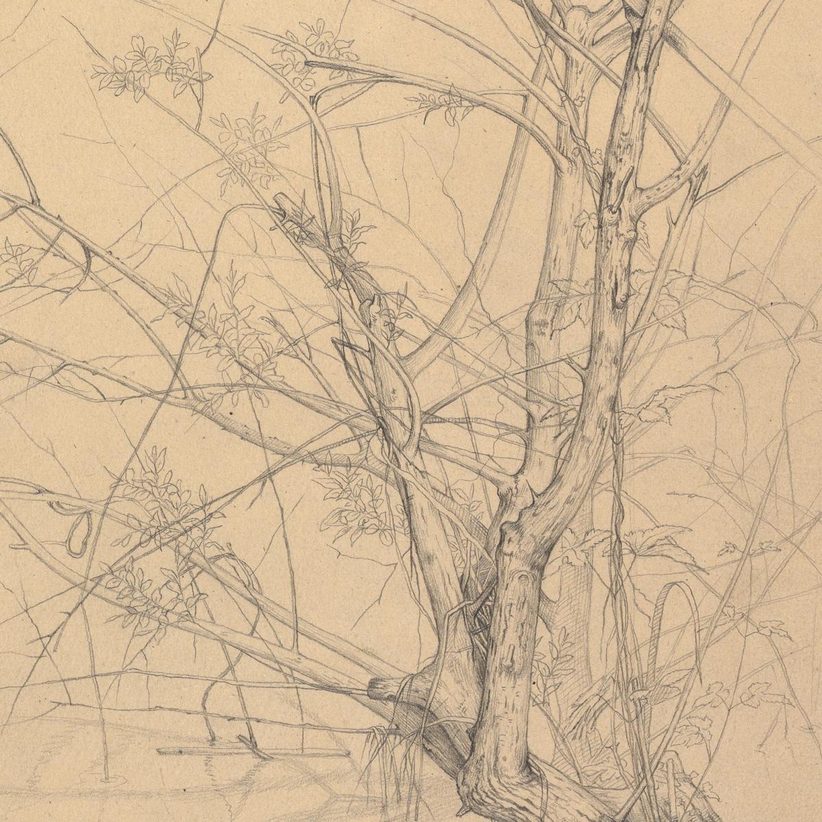 Graphite - The Metropolitan Museum of Art