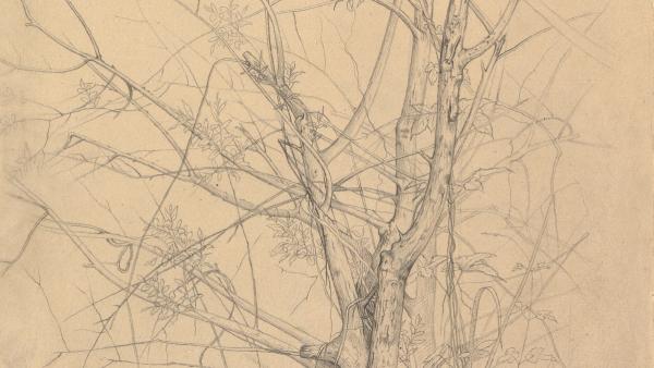 Graphite - The Metropolitan Museum of Art