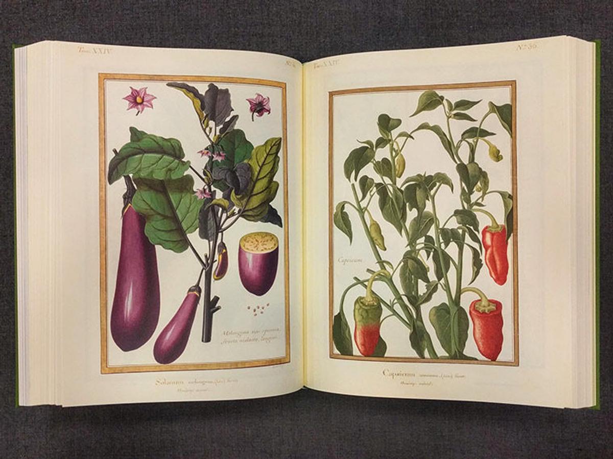 A Library of Natural Curiosities - The Metropolitan Museum of Art