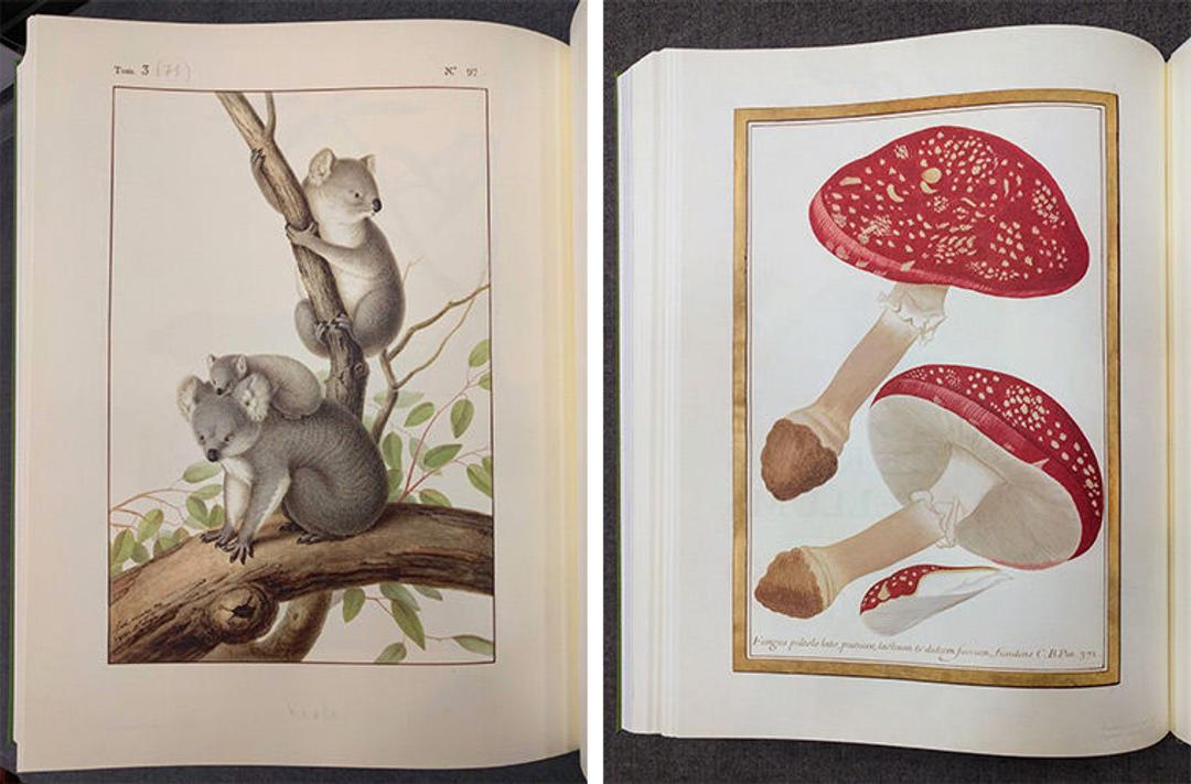 A Library of Natural Curiosities - The Metropolitan Museum of Art