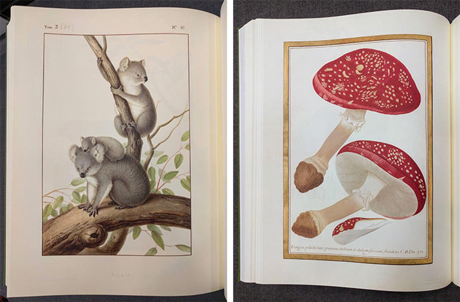 A Library of Natural Curiosities - The Metropolitan Museum of Art