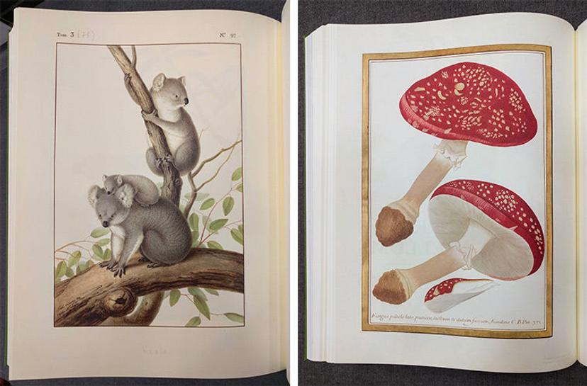 A Library of Natural Curiosities - The Metropolitan Museum of Art