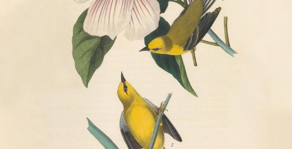 Birding at The Met: A Selection of Drawings and Prints - The ...