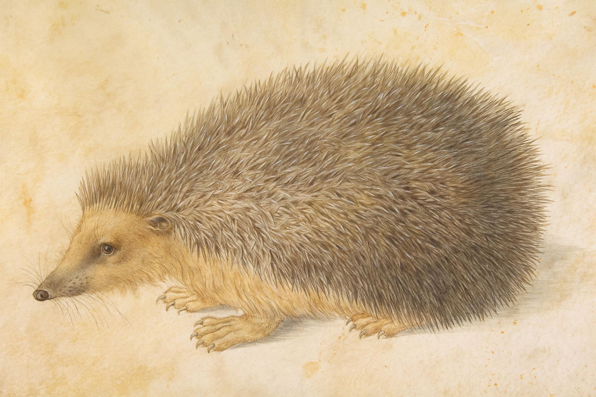 Layered Narratives: The Northern Renaissance Gallery - The Metropolitan ...