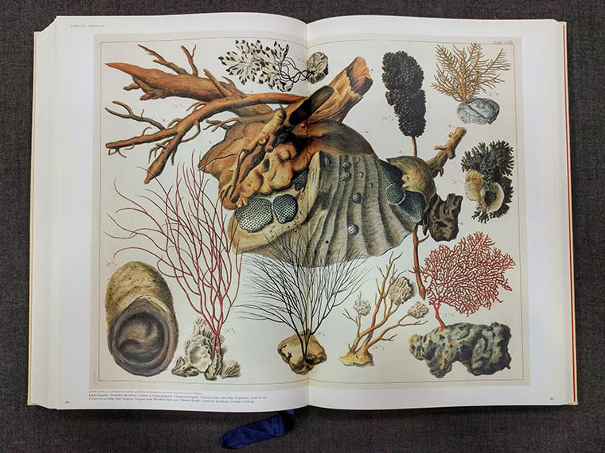 A Library of Natural Curiosities - The Metropolitan Museum of Art