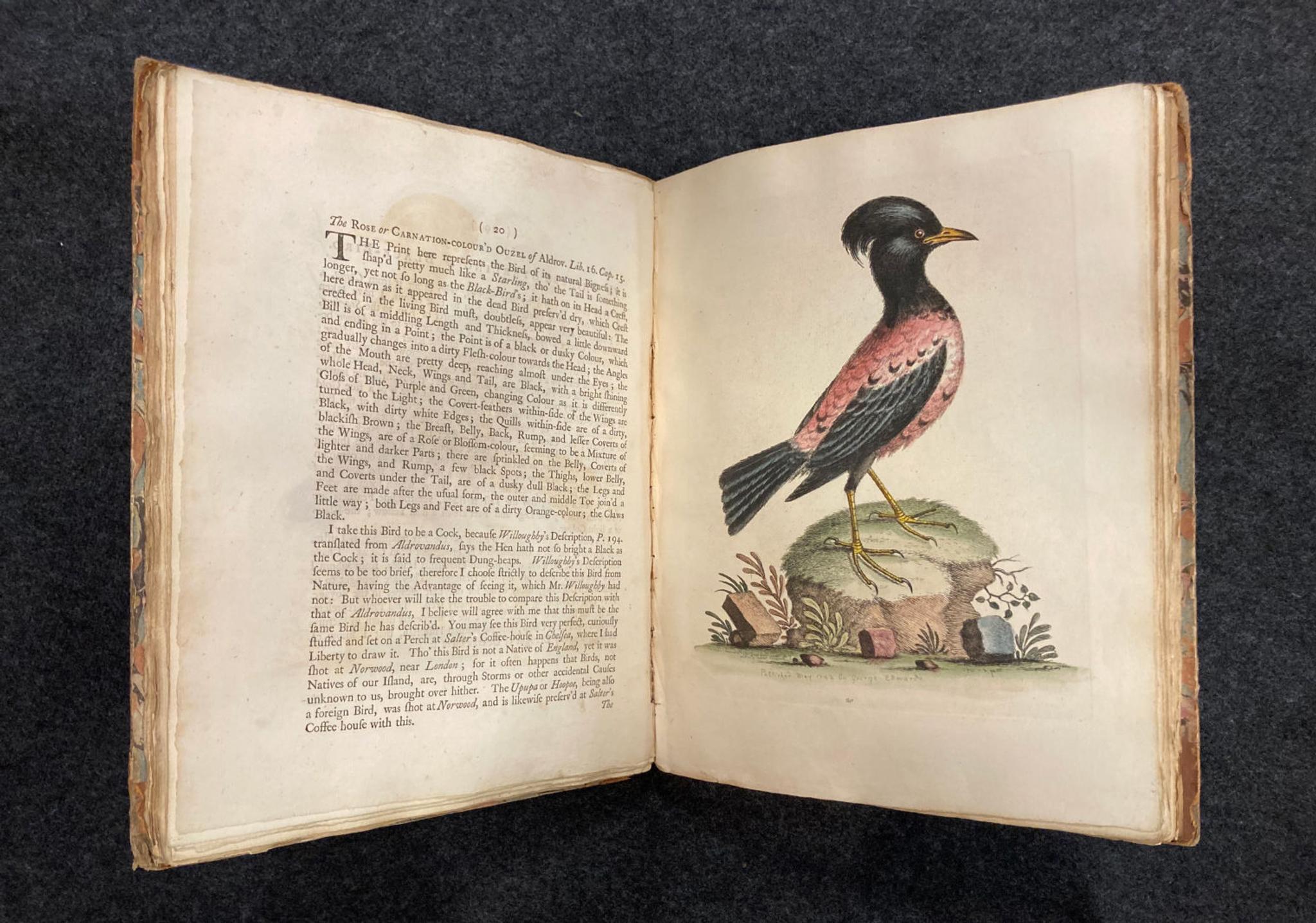 Birding at The Met: A Selection of Drawings and Prints - The ...