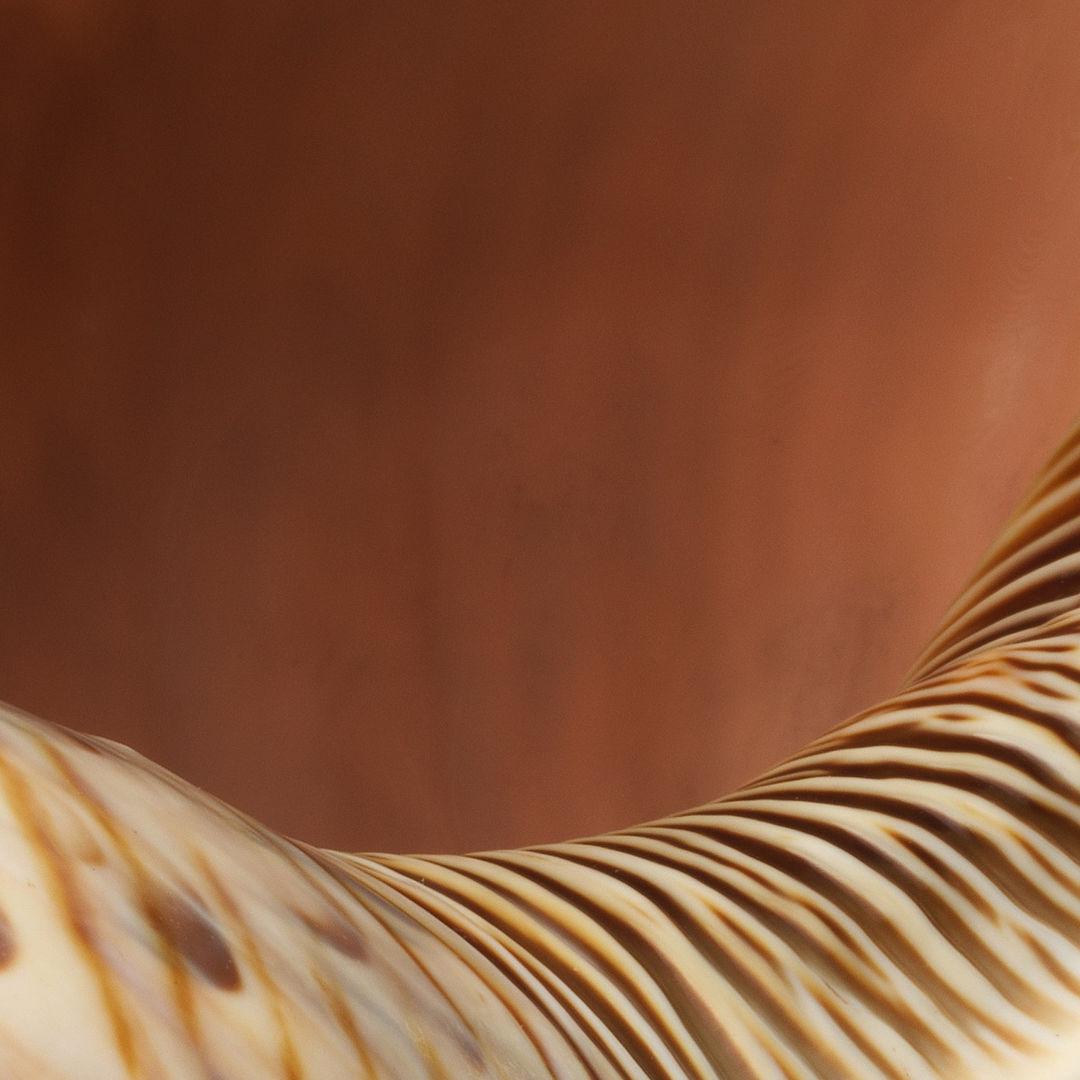 Immaterial: Shells - The Metropolitan Museum of Art