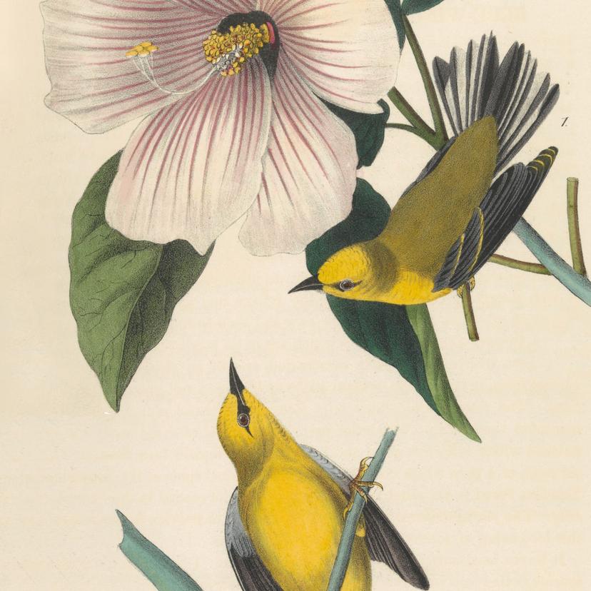 Birding at The Met: A Selection of Drawings and Prints - The ...