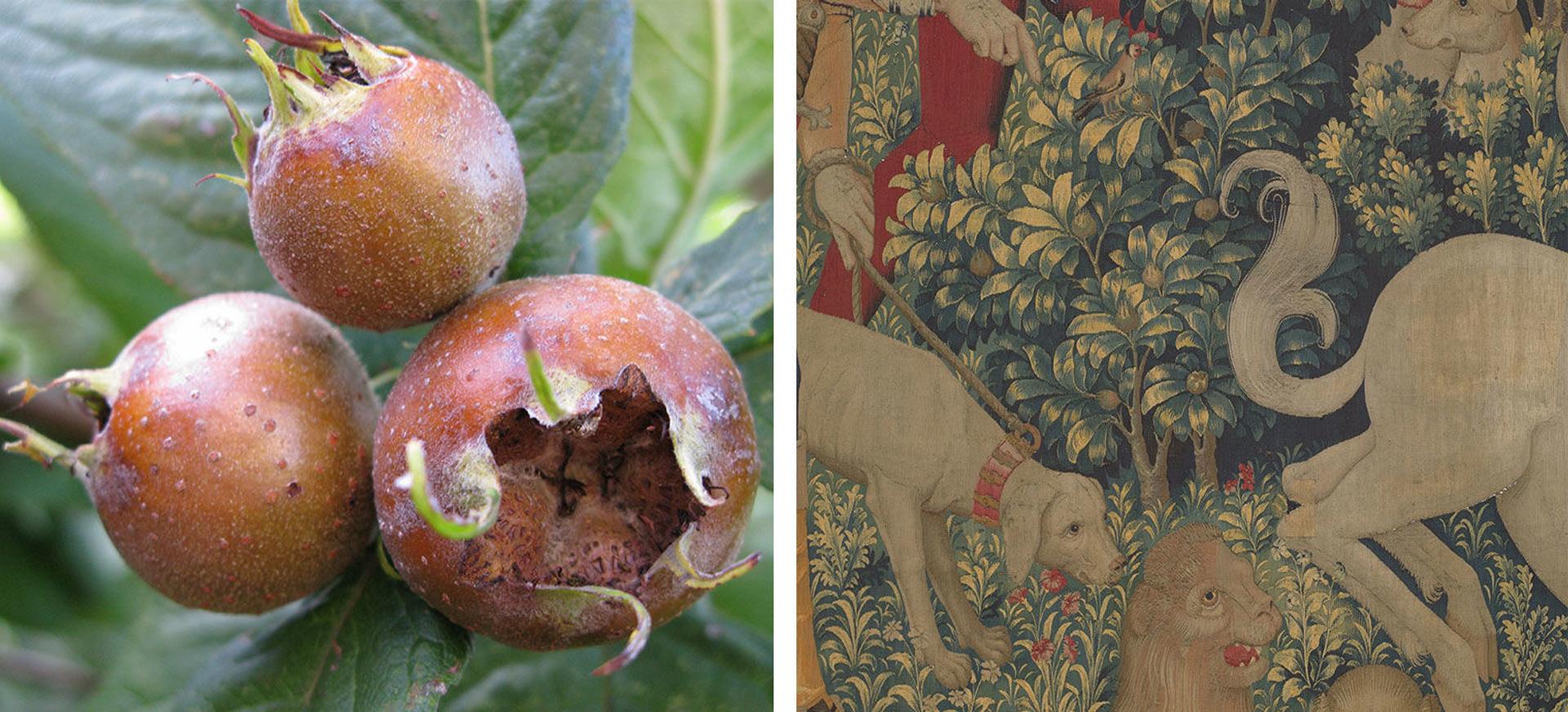 The Medieval Garden Enclosed—Rotten-ripe: The Medlar Goes Soft - The ...