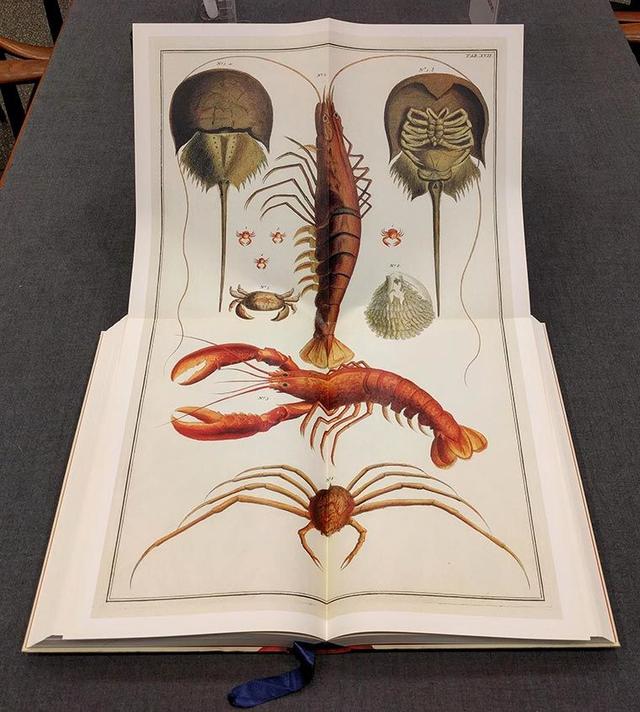 A Library of Natural Curiosities - The Metropolitan Museum of Art