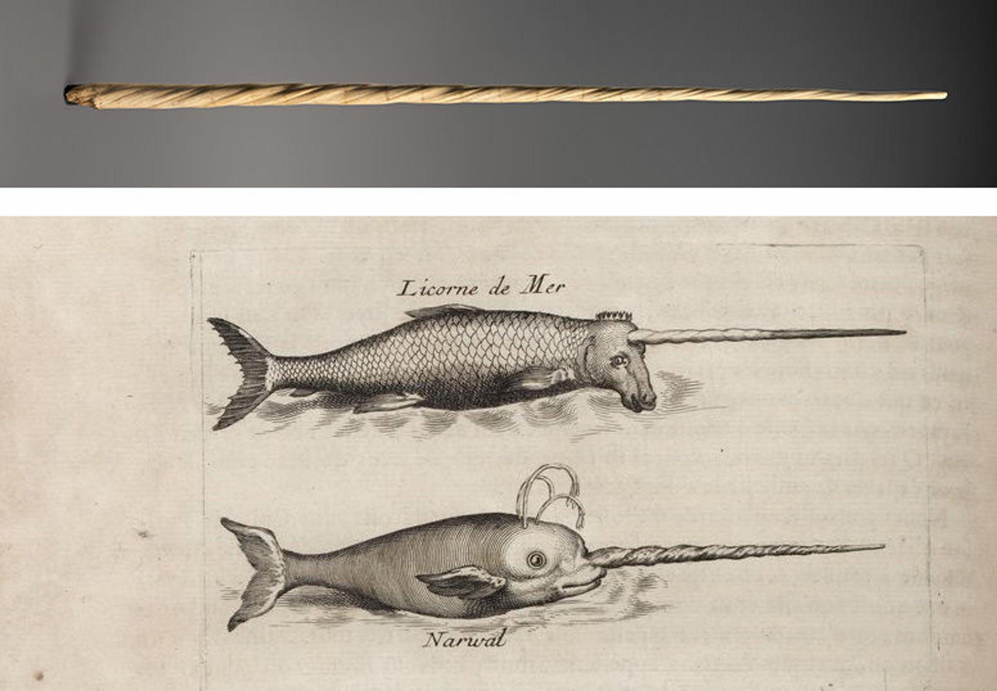 Meet the Narwhal, the Long-Toothed Whale that Inspired a Magical ...