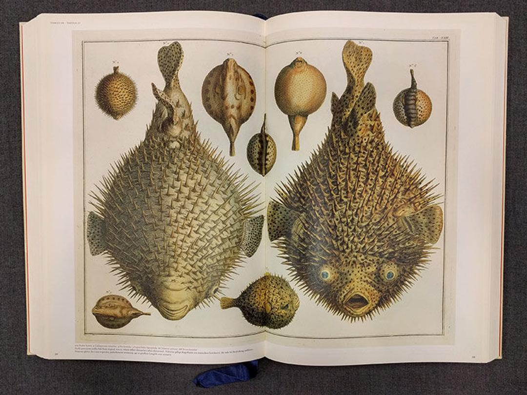 A Library of Natural Curiosities - The Metropolitan Museum of Art