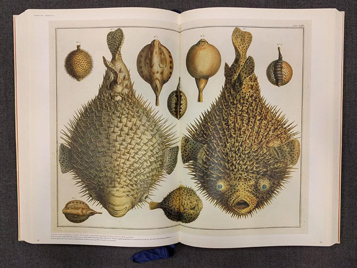 A Library of Natural Curiosities - The Metropolitan Museum of Art