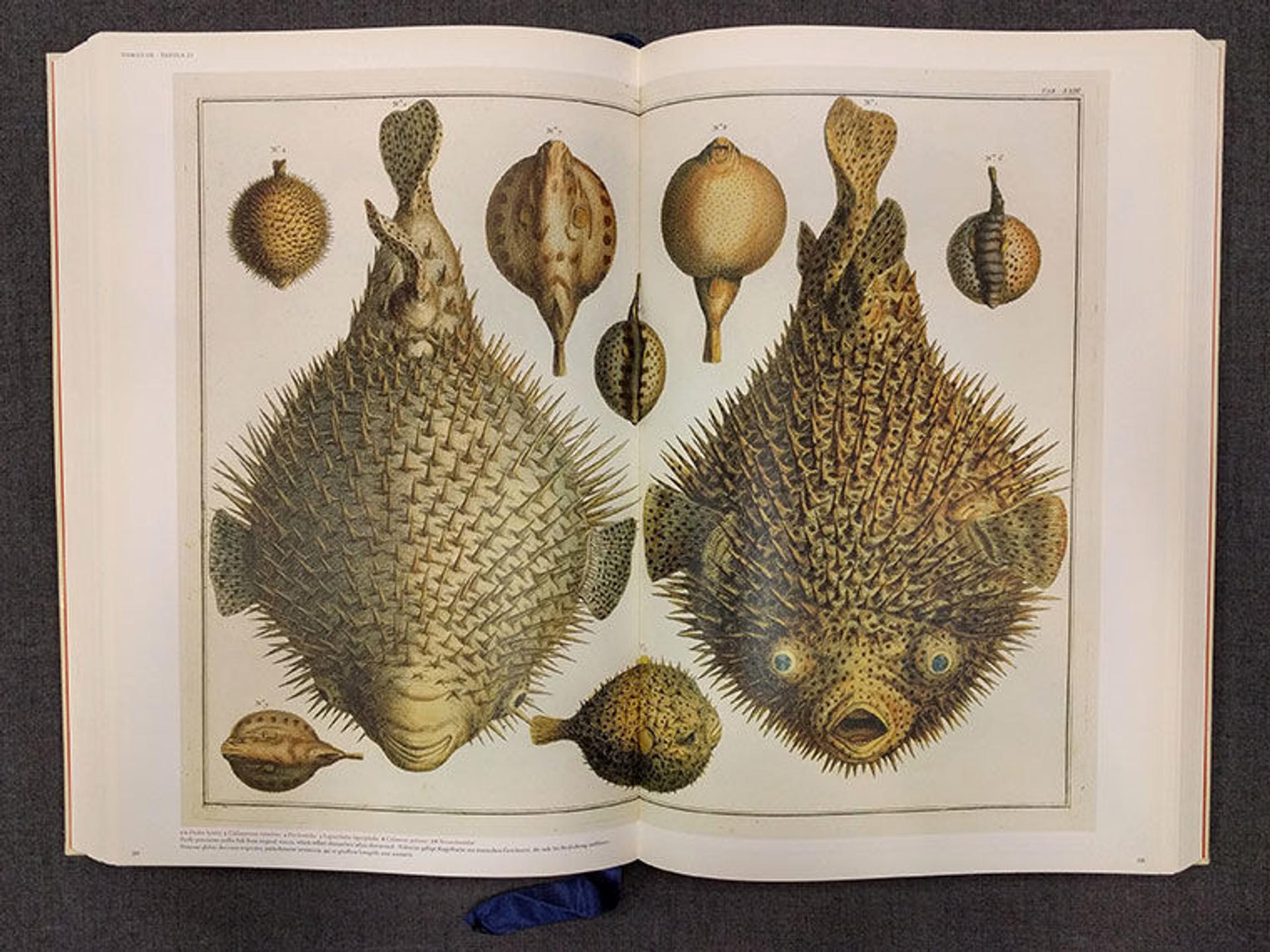 A Library of Natural Curiosities - The Metropolitan Museum of Art