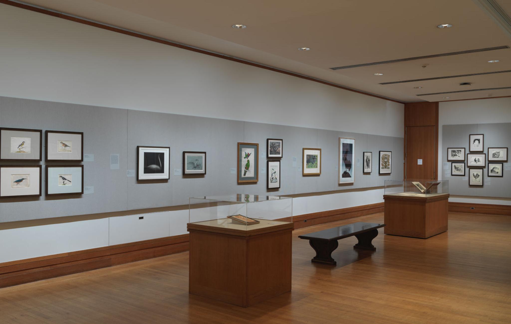 Birding at The Met: A Selection of Drawings and Prints - The ...