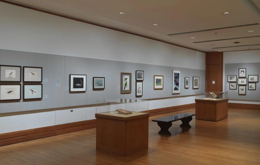 Birding at The Met: A Selection of Drawings and Prints - The ...