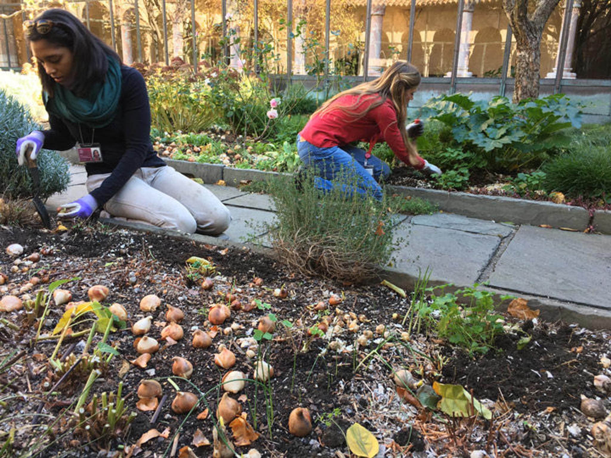 Putting Down Roots - The Metropolitan Museum of Art