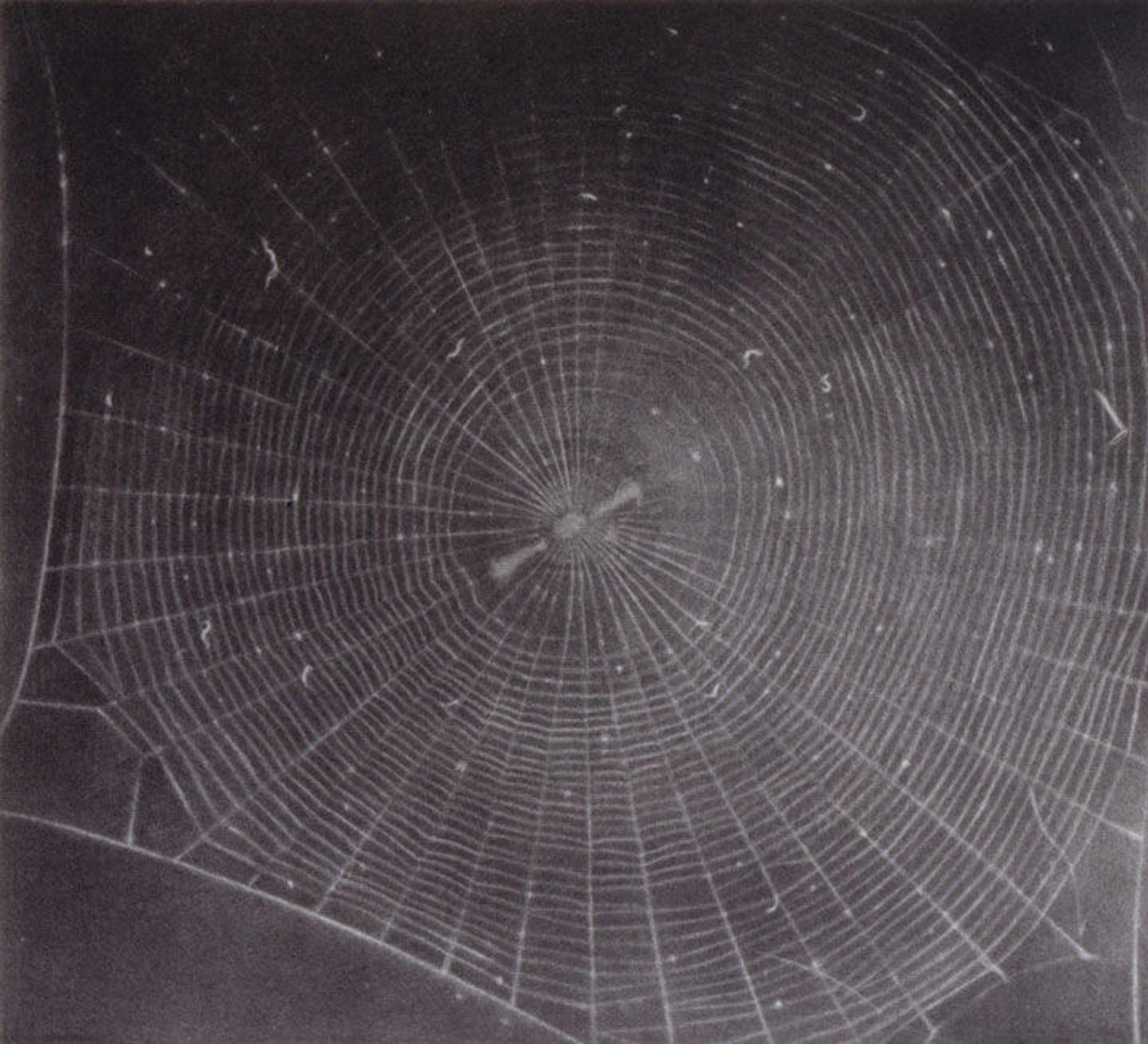 The Art of the Spider's Web - The Metropolitan Museum of Art