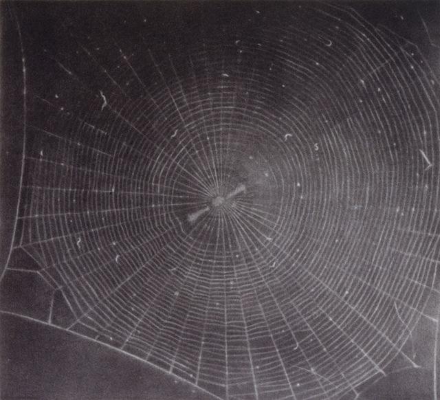 The Art of the Spider's Web - The Metropolitan Museum of Art
