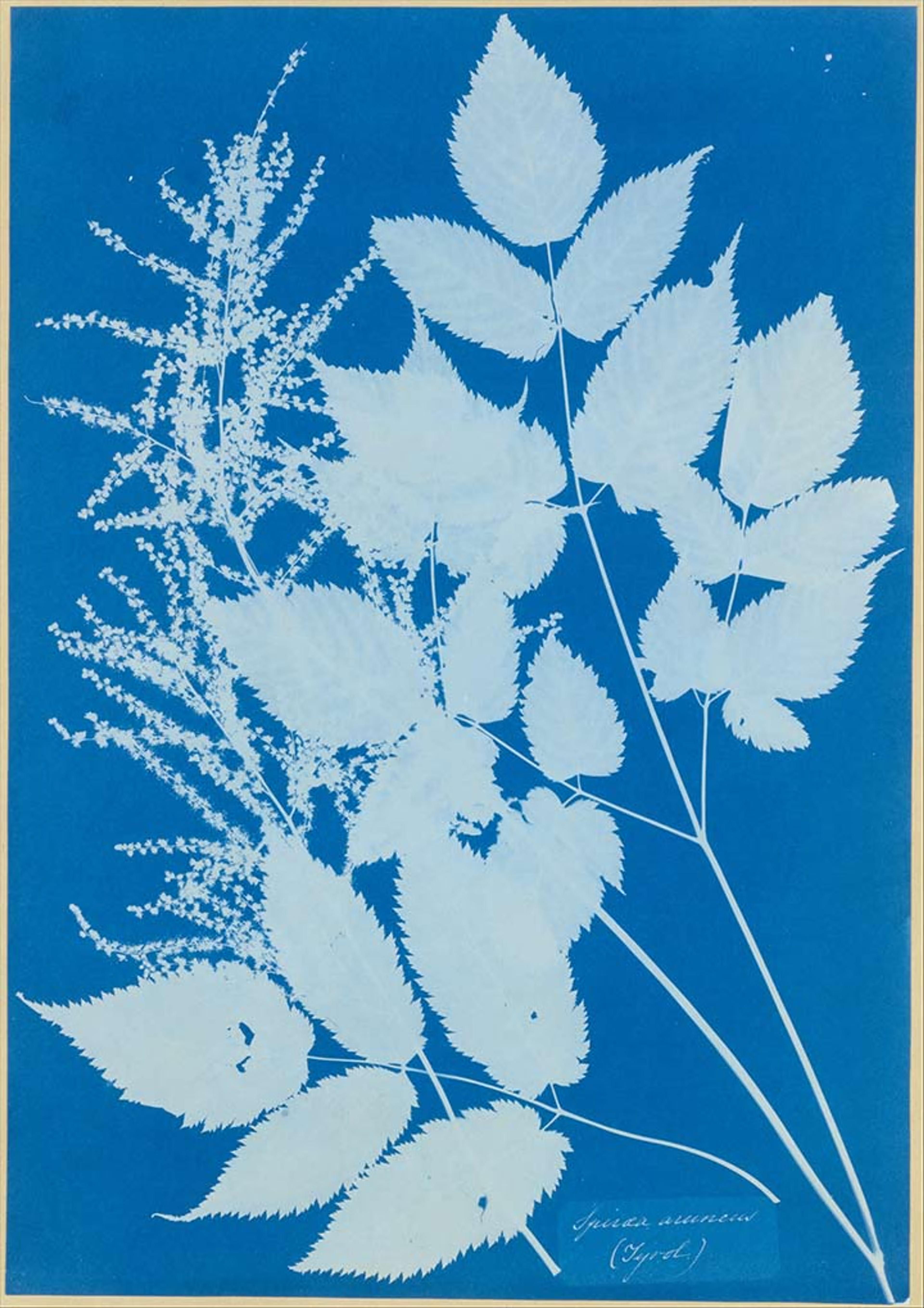 Make a Photogram: An Art Project for Sunny Days - The Metropolitan ...