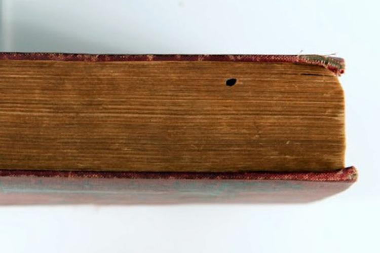 A Book's Best Frenemy - The Metropolitan Museum of Art