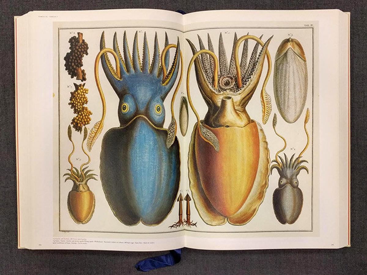 A Library of Natural Curiosities - The Metropolitan Museum of Art