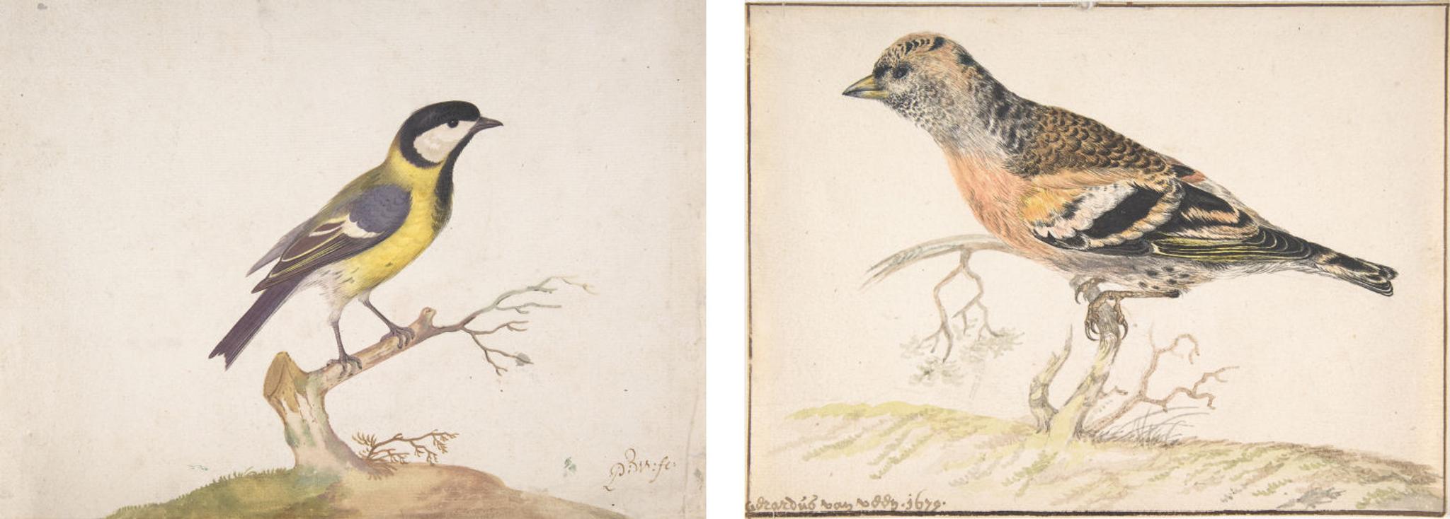 Birding at The Met: A Selection of Drawings and Prints - The ...