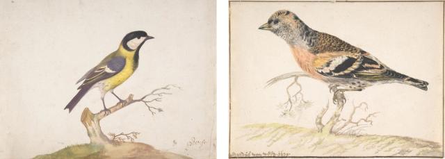 Birding at The Met: A Selection of Drawings and Prints - The ...