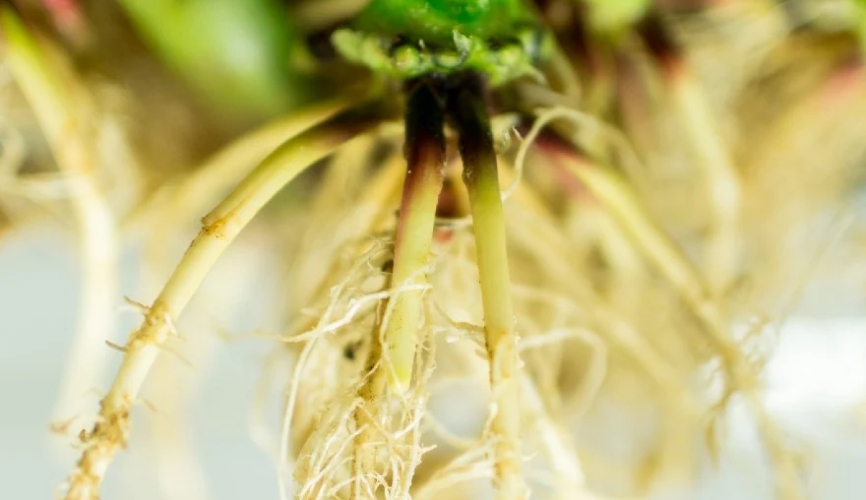 The Science Behind Pivot Bio PROVEN® | Pivot Bio