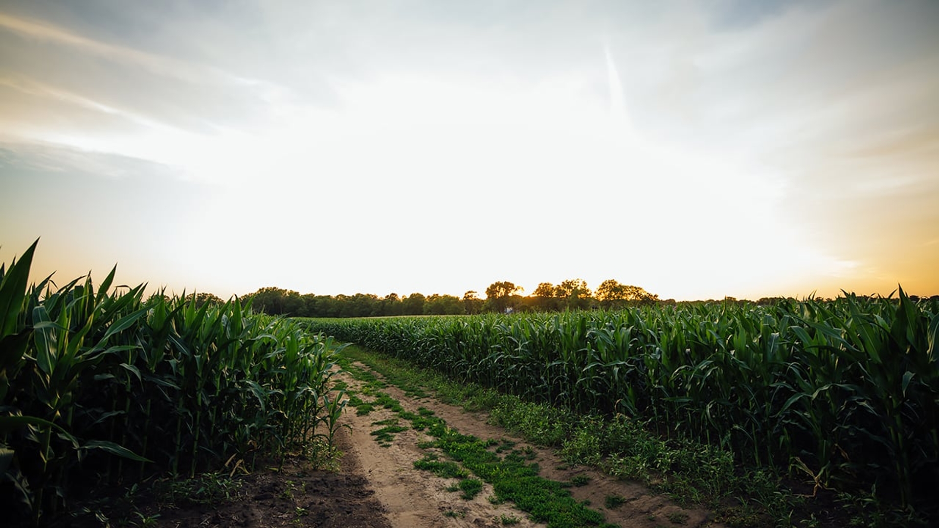 Pivot Bio PROVEN® Outperforms Chemical Fertilizer | Pivot Bio