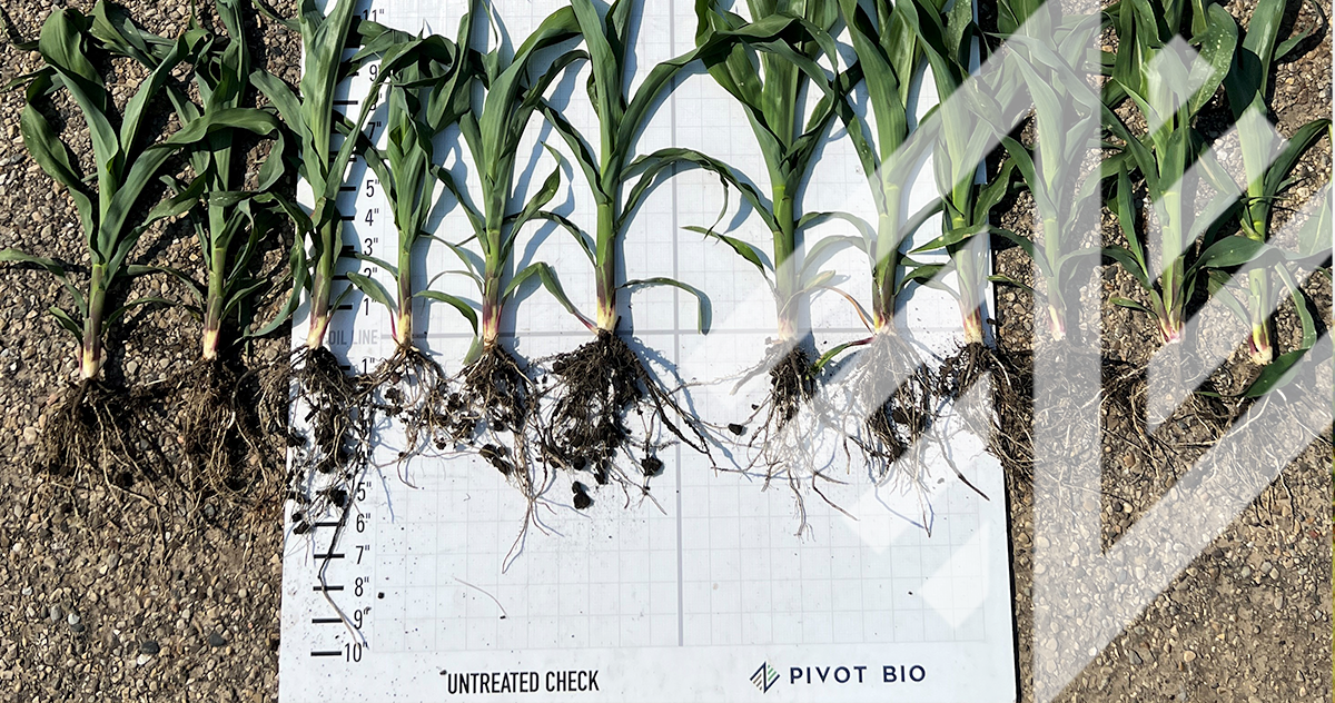 NC State University Finds Pivot Bio’s PROVEN 40® Increases Productivity ...