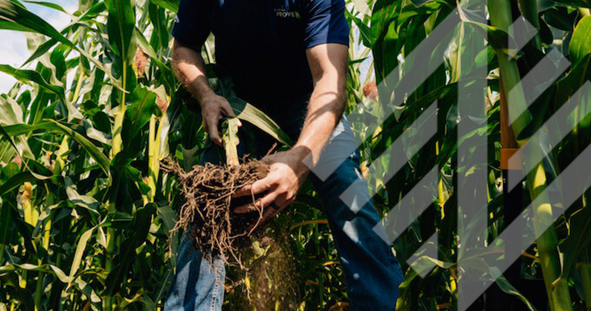 ISU Researchers Measure Efficiency of Pivot Bio PROVEN® 40 | Pivot Bio