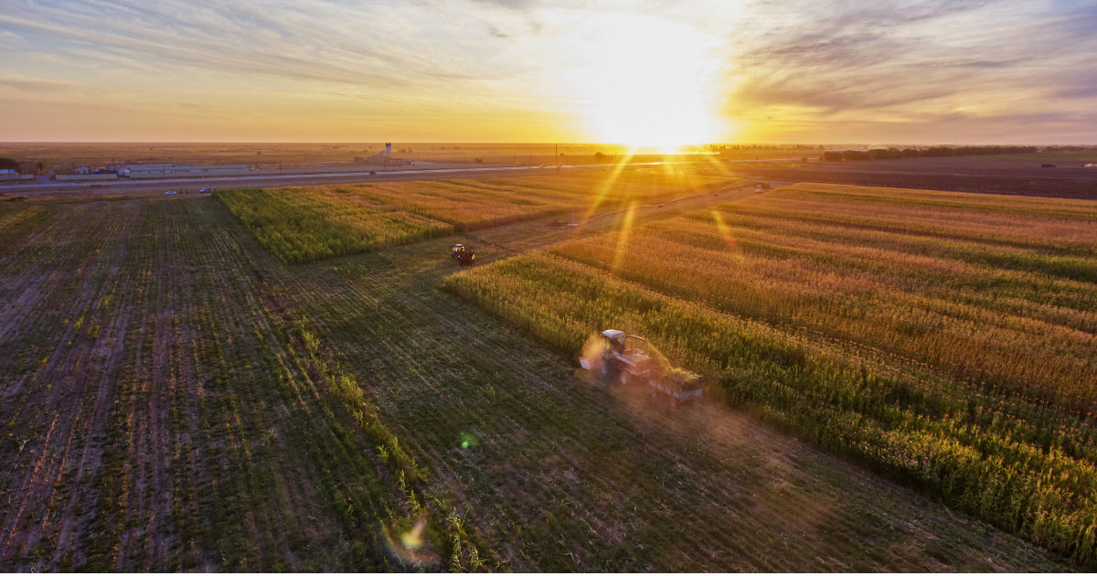 More Nitrogen in the Plant with Pivot Bio | Pivot Bio