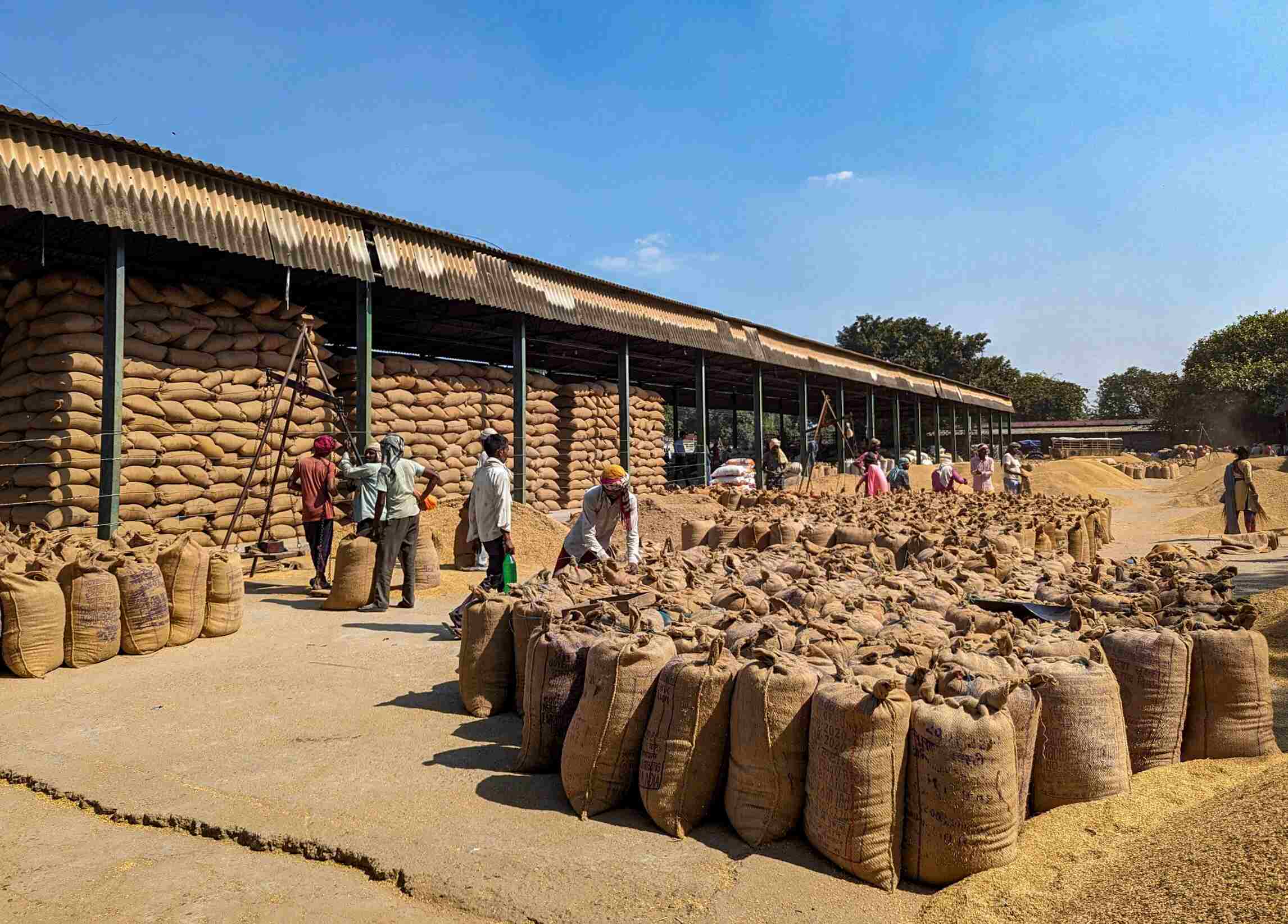 Pakistan’s Rising Role in the Global Rice Market | Zarai Mandi Blog