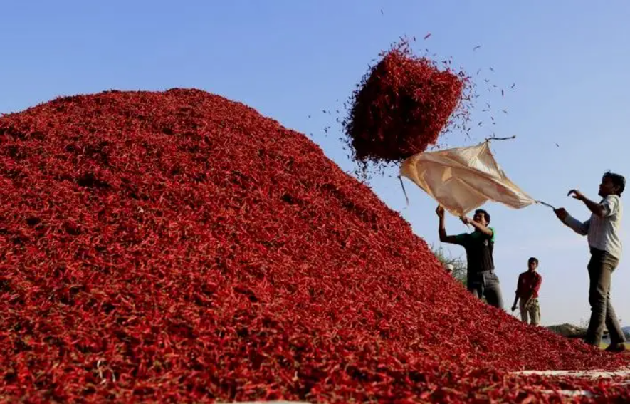 Kunri: Pakistan’s Spice Heart | Zarai Mandi Blog