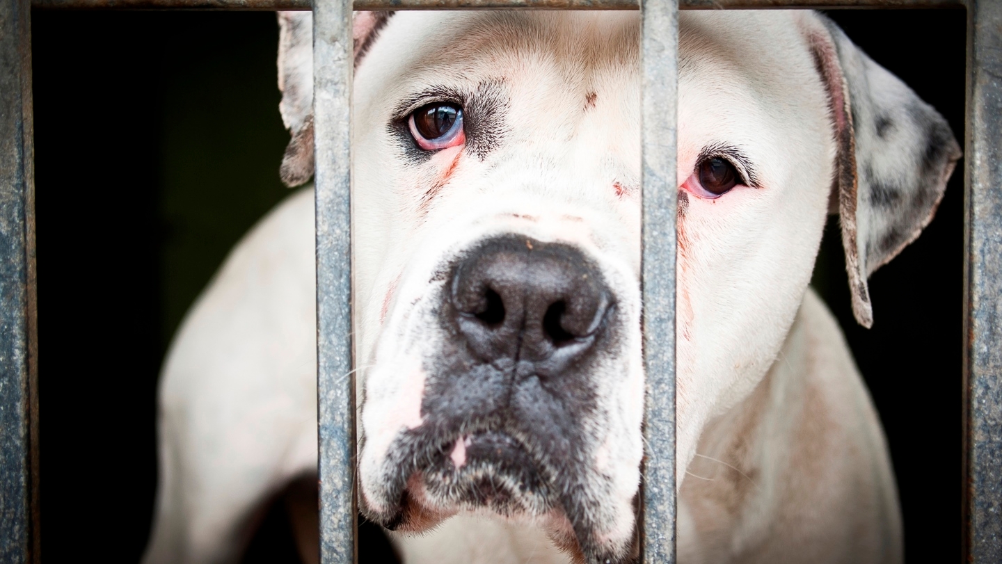 11 Facts About Animal Cruelty