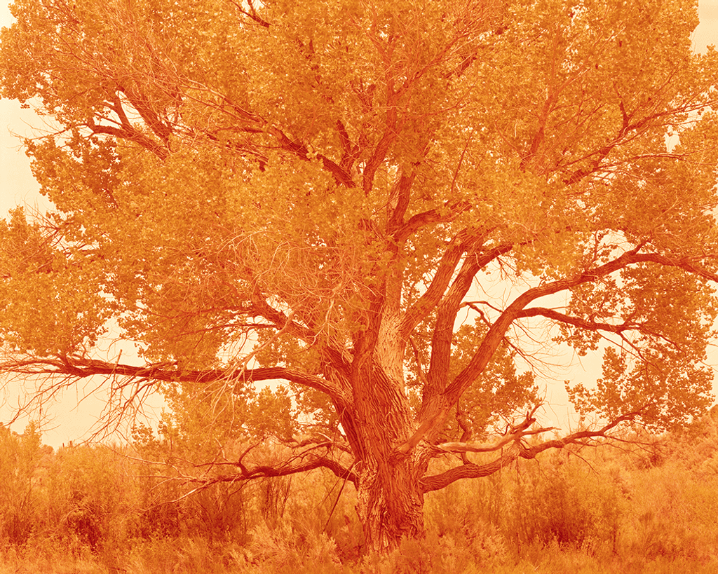 Salon 94 | David Benjamin Sherry