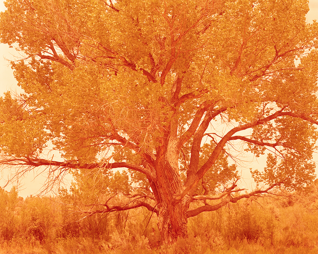 Salon 94 | David Benjamin Sherry