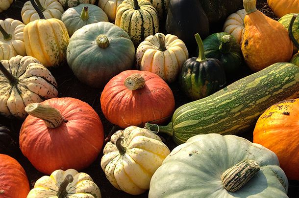 A guide to winter squash